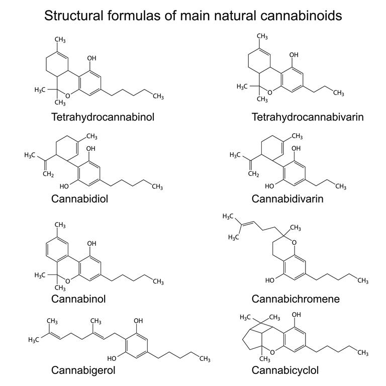 Cannabis y cannabinoides - Perros Gatos Cannabis Mascotas